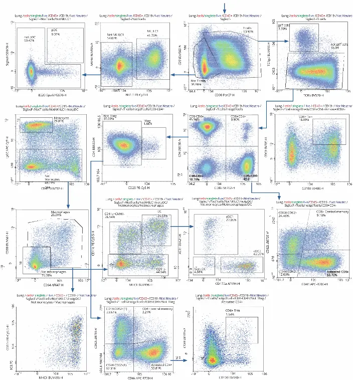 30-Color Immunophenotyping with NovoCyte Penteon